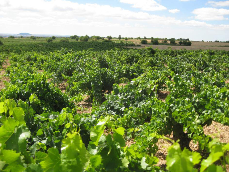 ¿A qué viticultor le puede interesar la cosecha en verde? - AgroCLM