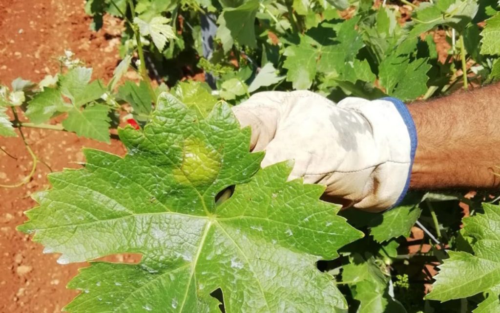 ¡Alerta ante el mildiu en la viña! Se dan las condiciones favorables ...