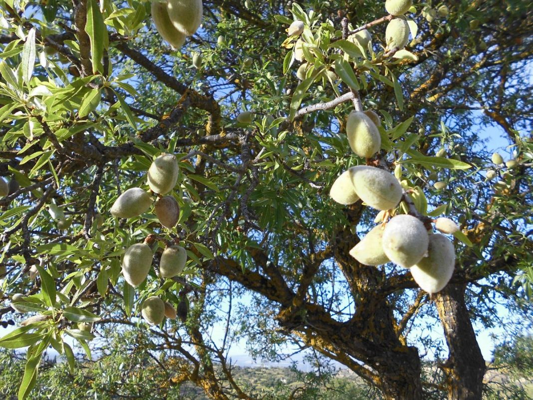 Investigan uso de la capota de almendra para la alimentación animal ...