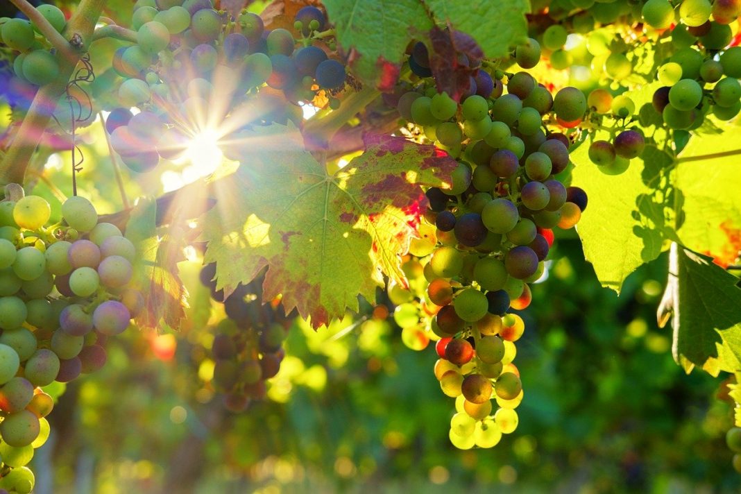 La ola de calor puede mermar la cosecha de uva de Castilla-La Mancha ...