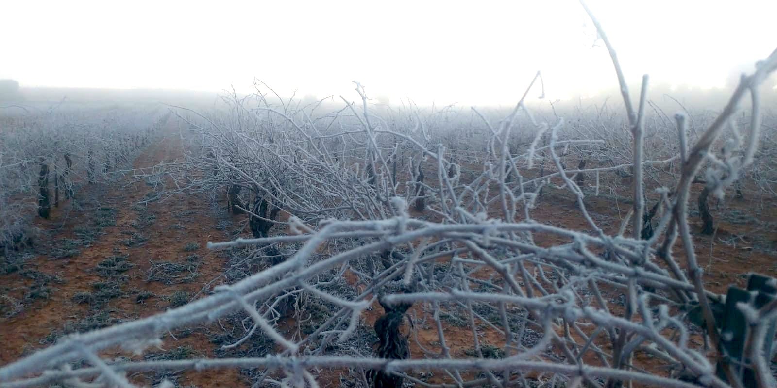 ¿Es posible evitar los daños en los cultivos por las heladas? - AgroCLM