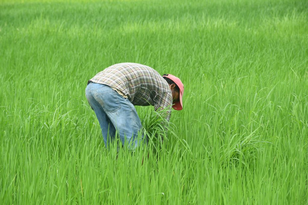 El FEGA publica un resumen de condiciones del requisito de agricultor ...