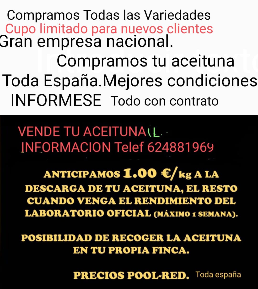 Adelantan que el precio del kilo de aceituna puede rondar los 2 euros ...