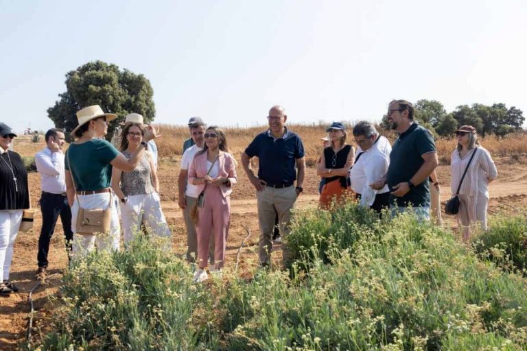 El guayule, un cultivo emergente con un gran potencial - AgroCLM